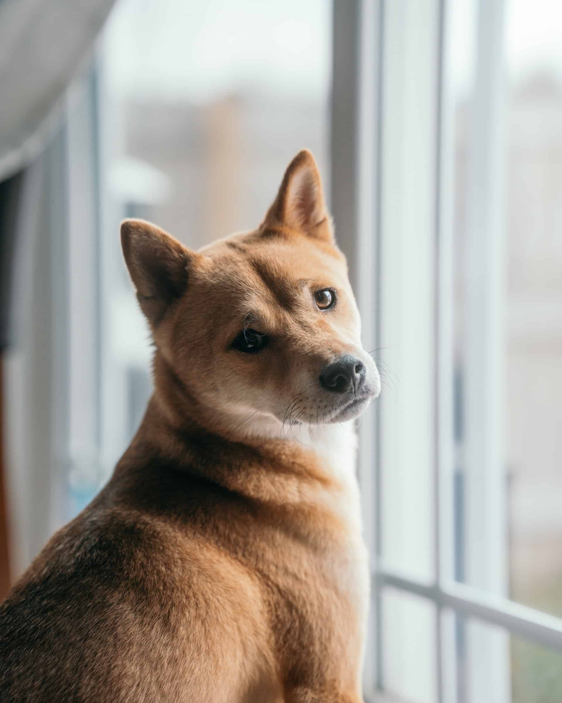 A Complete Guide to Akita Golden Retriever Mix, the Ultimate Fluffy ...