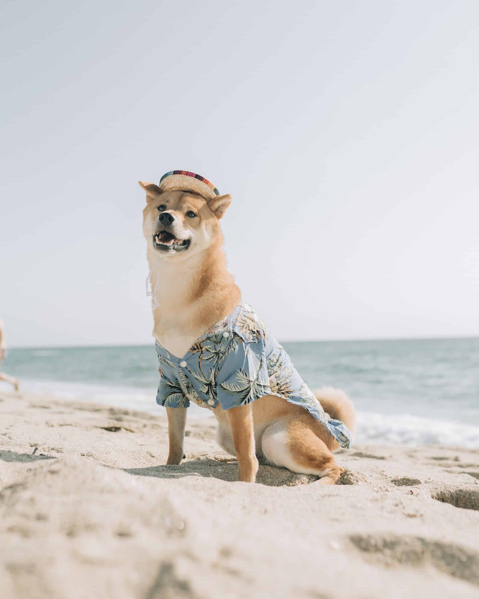 A Complete Guide to Akita Golden Retriever Mix, the Ultimate Fluffy ...