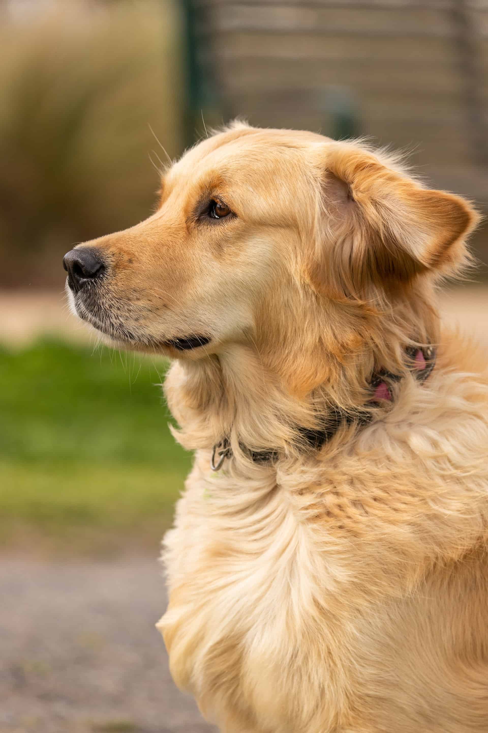 A Complete Guide to Akita Golden Retriever Mix, the Ultimate Fluffy ...