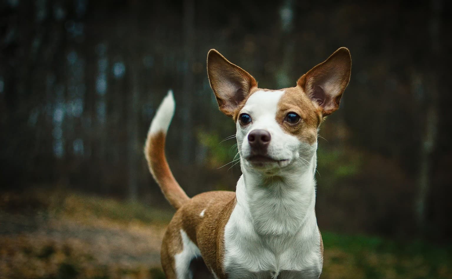 The Basenji Chihuahua Mix is the Cutest Hybrid You’ve Never Heard Of