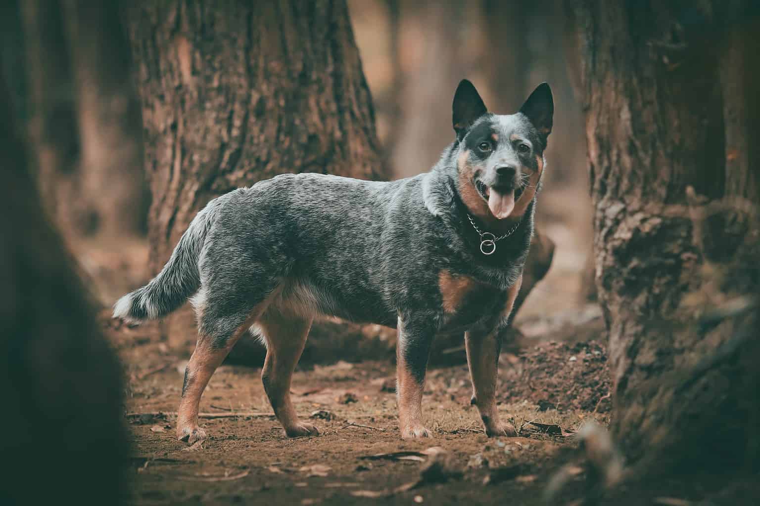 Meet the Blue Heeler Corgi Mix: Why This Adorable Crossbreed Is a Must-Have