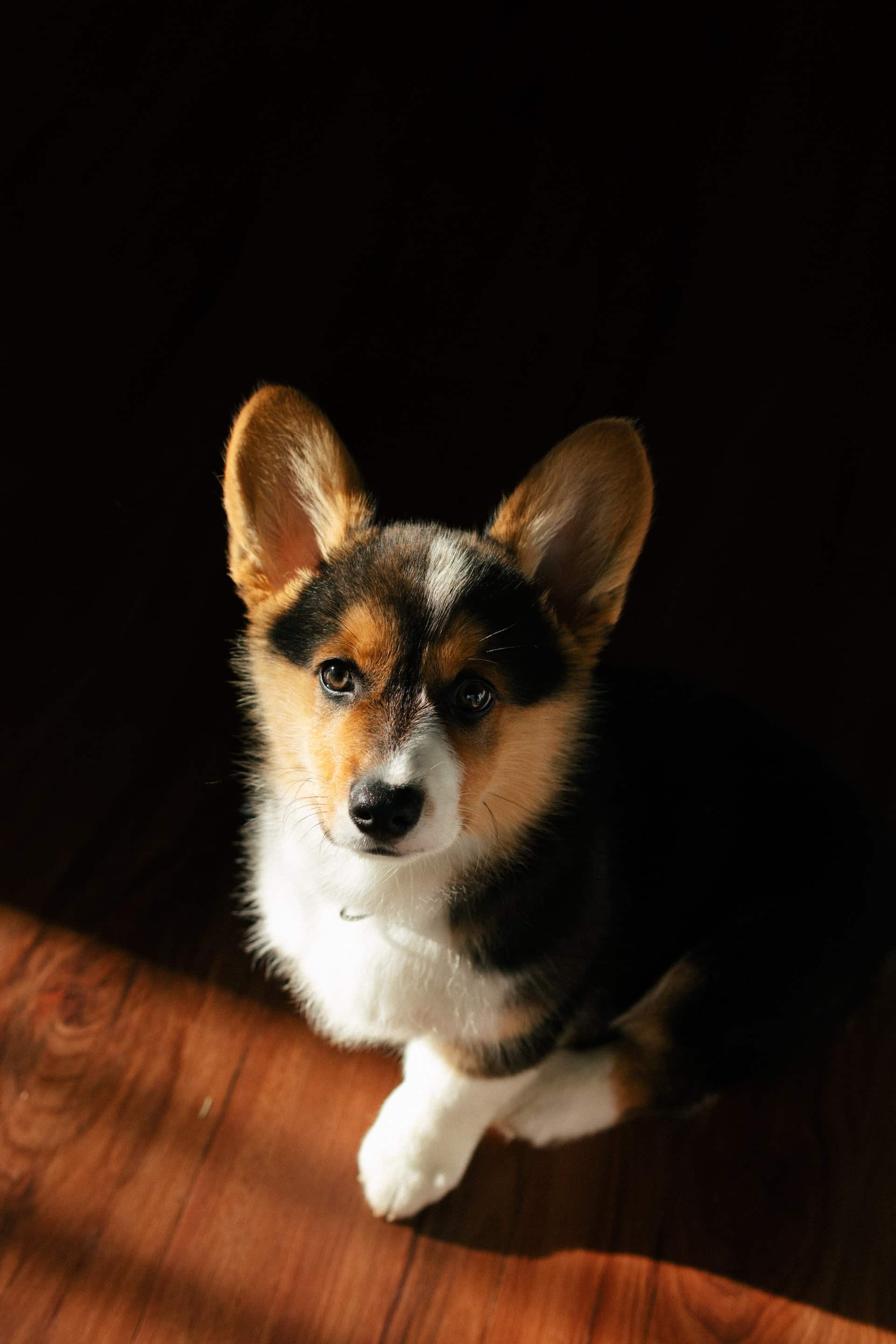 Meet the Blue Heeler Corgi Mix: Why This Adorable Crossbreed Is a Must-Have