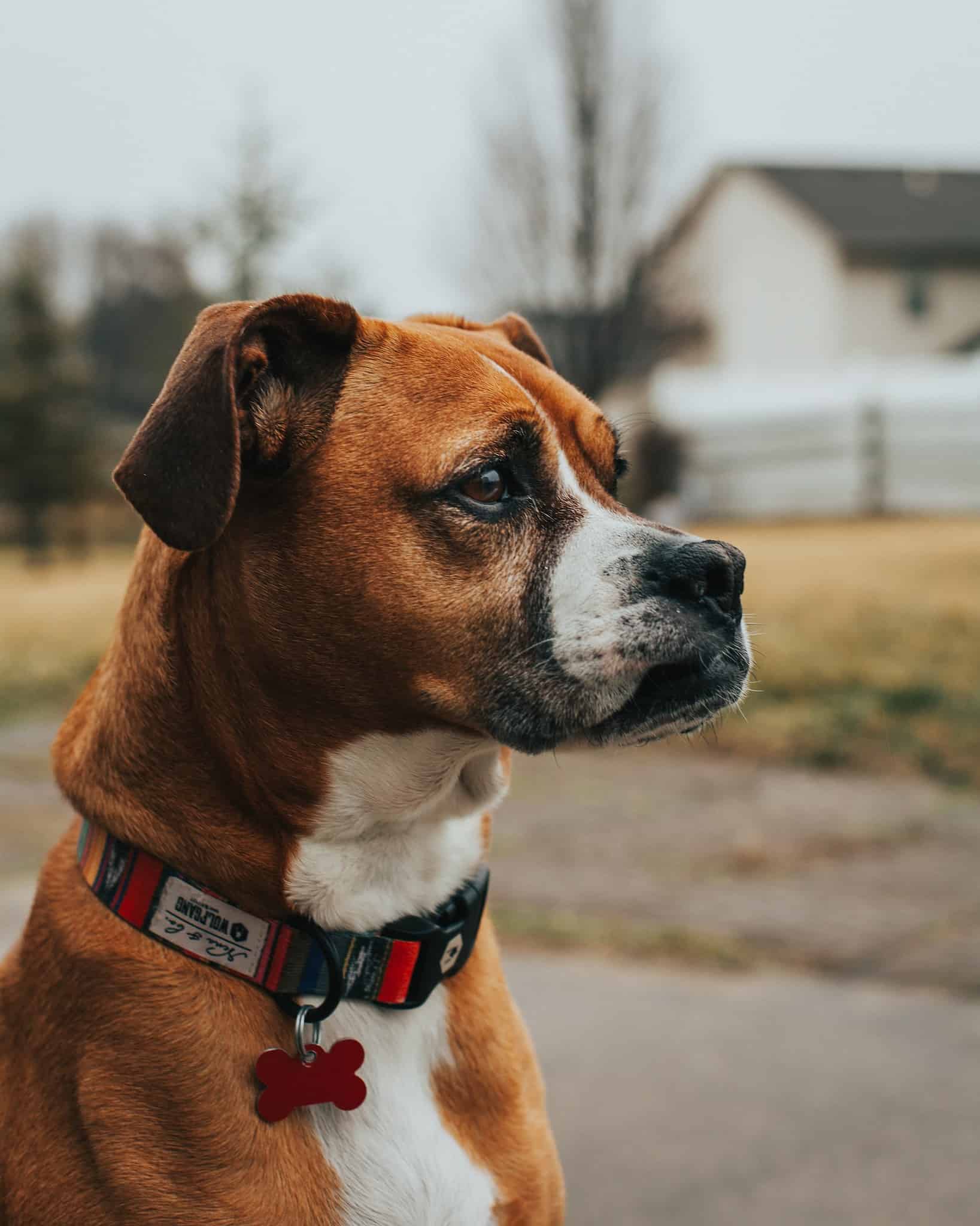 Boxer Pug Mix: Why Everyone’s Talking About This Breed