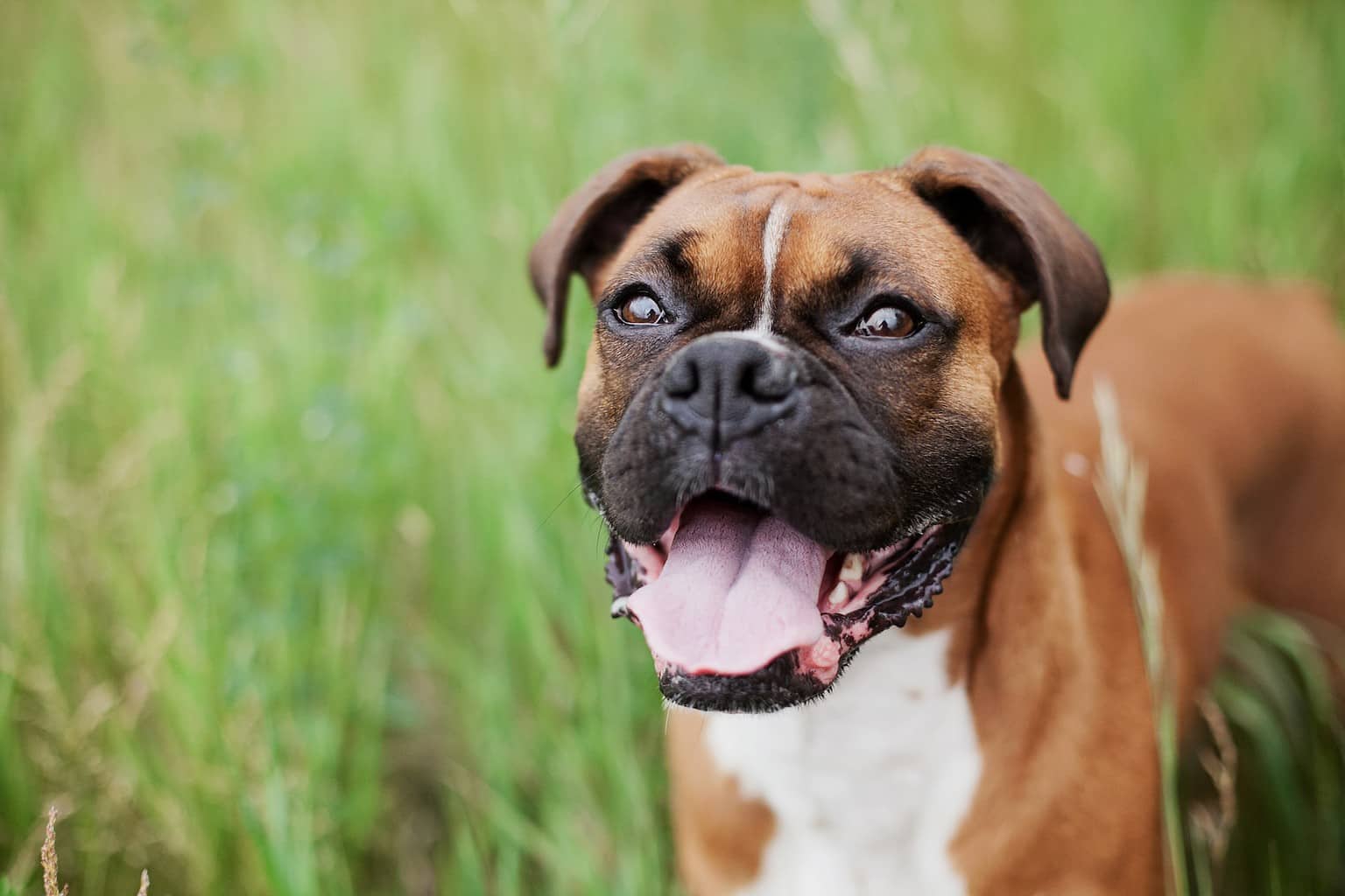 Boxer Pug Mix: Why Everyone’s Talking About This Breed