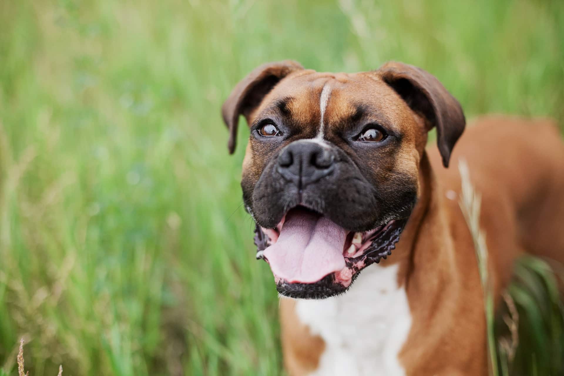 Boxer Pug Mix: Why Everyone’s Talking About This Breed