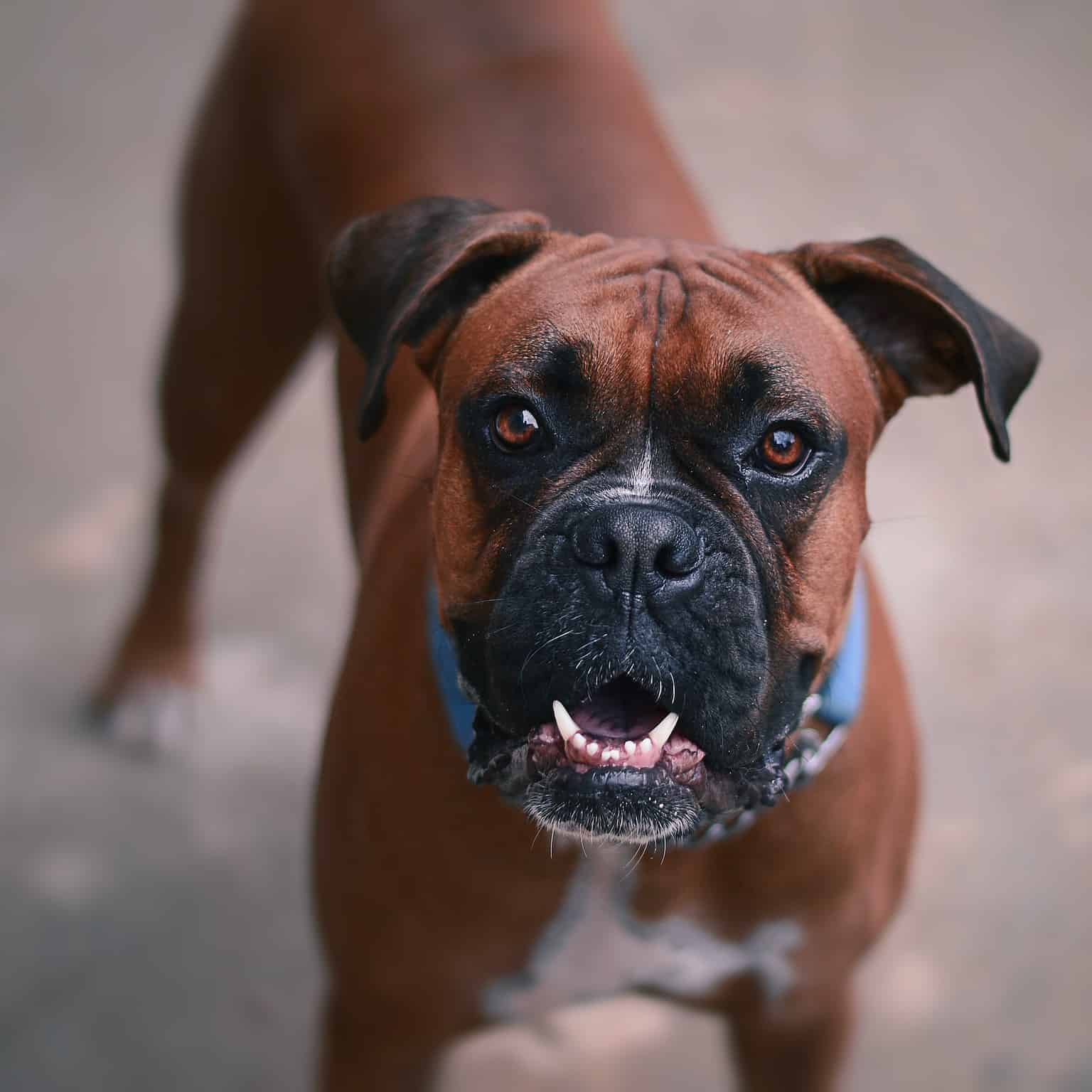 Boxer Pug Mix: Why Everyone’s Talking About This Breed