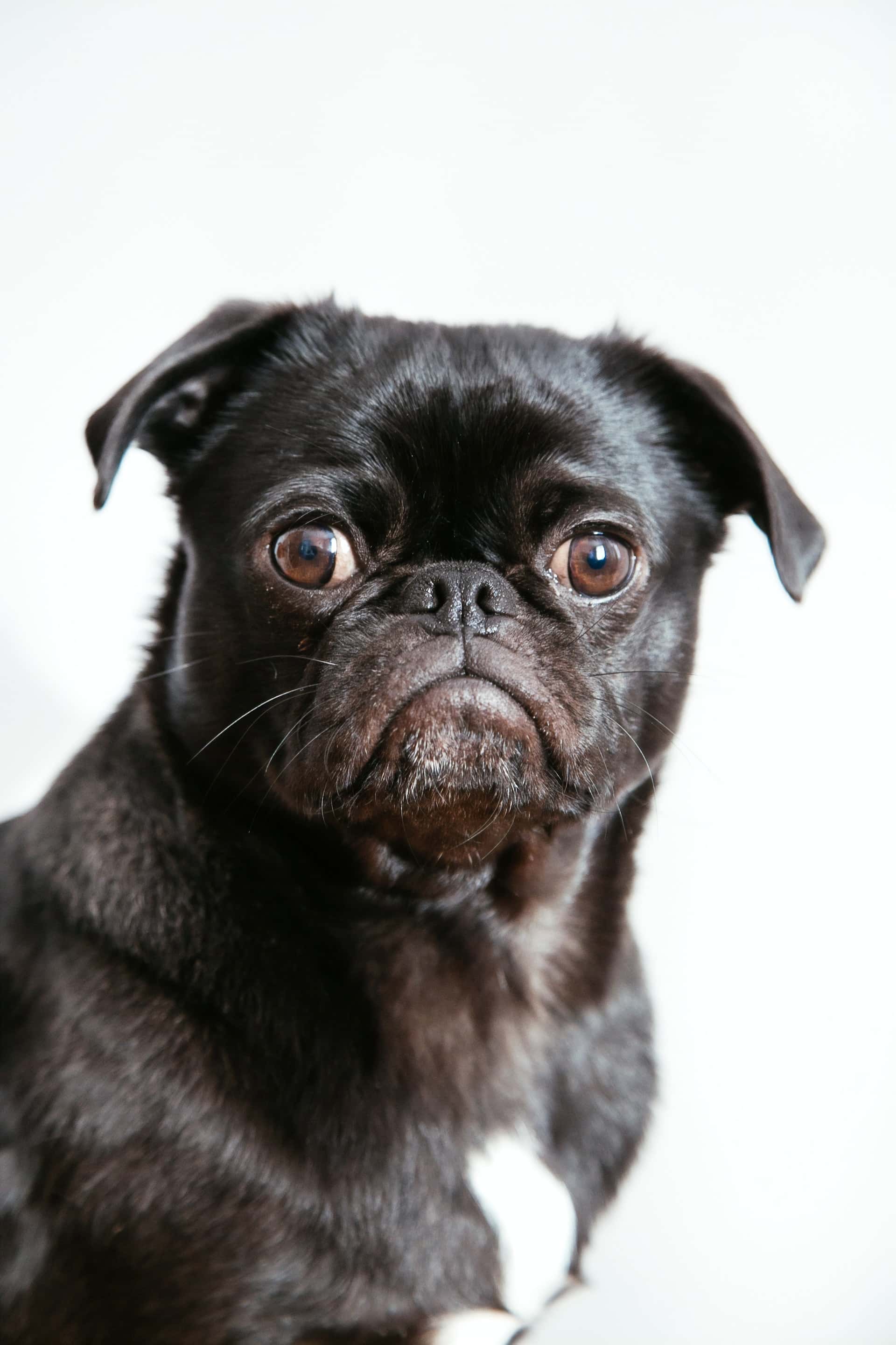 Boxer Pug Mix: Why Everyone’s Talking About This Breed