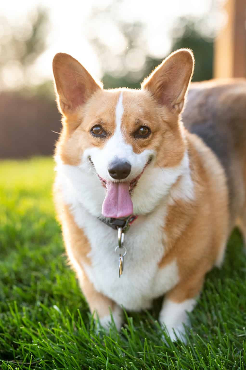 Unleash the Corgi Chow Chow Mix: Your Guide to Cuteness
