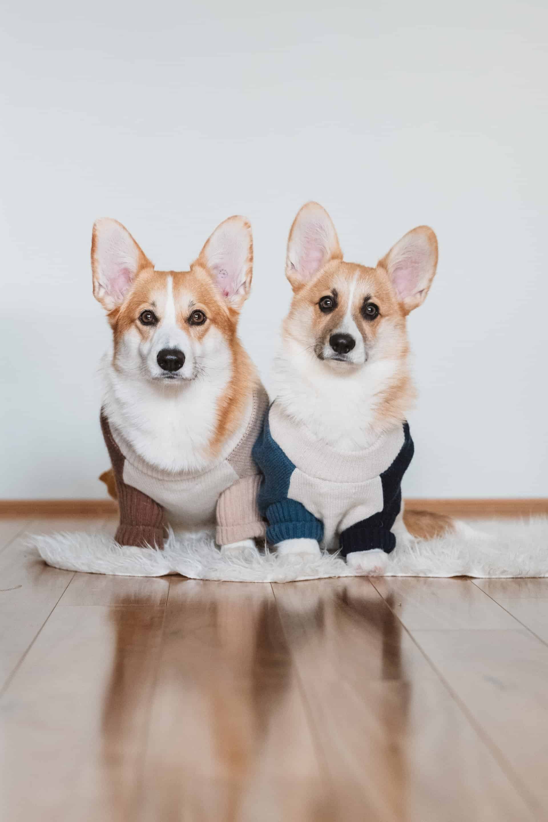 Unleash the Corgi Chow Chow Mix: Your Guide to Cuteness