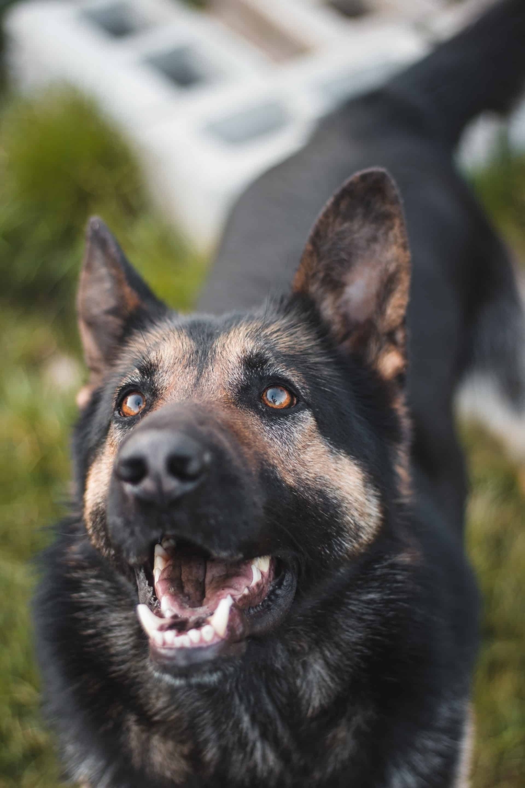 Do German Shepherds Howl? Guide to Teach Howling