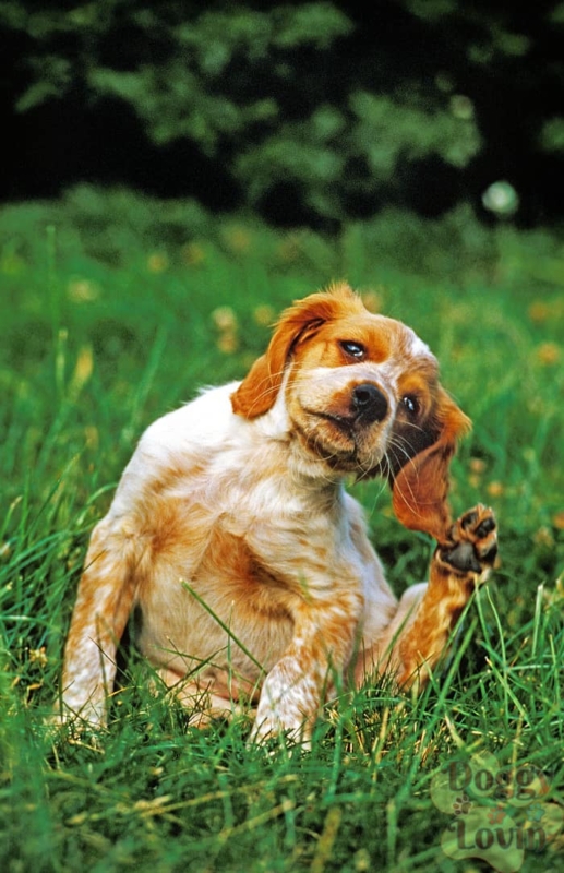 Discover the Ultimate Flea Remedies for 2024: Your Complete Guide to a ...