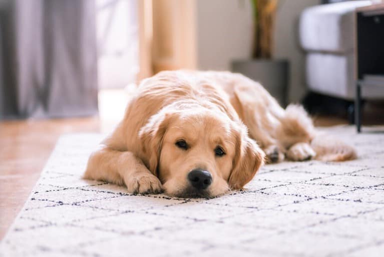 Why Is My Labrador Vomiting? 9 Real Reasons and What You Can Do to Help