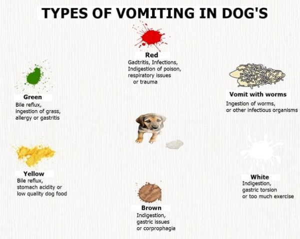 Labrador Vomiting Issues? Here’s the Ultimate Guide to Help!