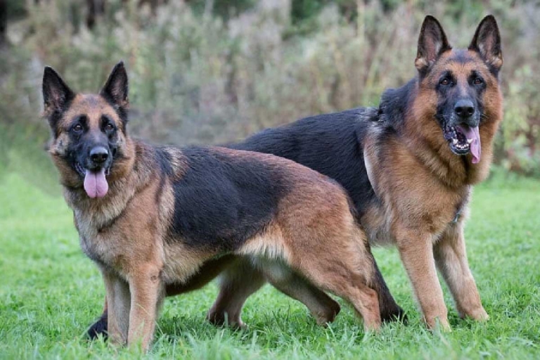 German Shepherd Heat Cycle Guide