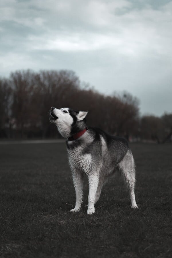 Stop the Nighttime Whines: Why Huskies Cry at Night and How to Help!