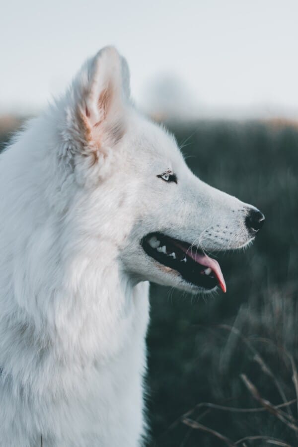 Stop the Nighttime Whines: Why Huskies Cry at Night and How to Help!