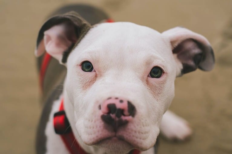 Discover the Corgi Pitbull Mix: A Comprehensive Guide with Heart ...