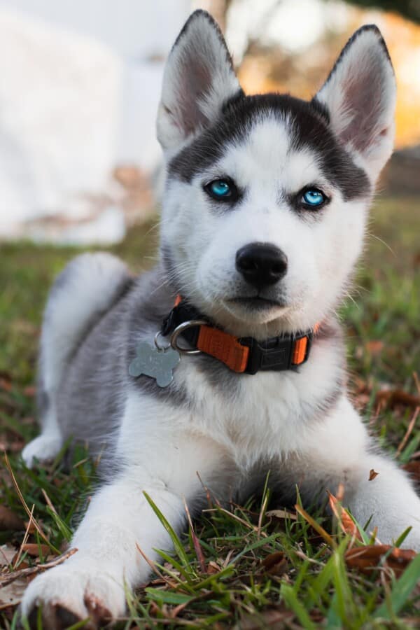 How Much Should Your Husky Puppy Eat? Discover the Ideal Feeding Guide!