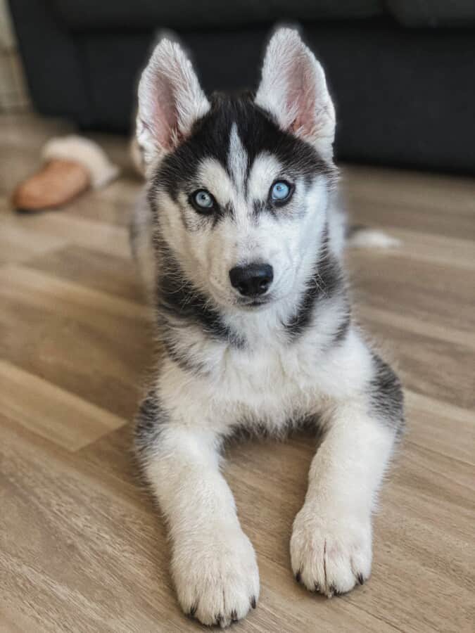 The Essential Guide to Water Intake for Husky Puppies: What Every Owner ...