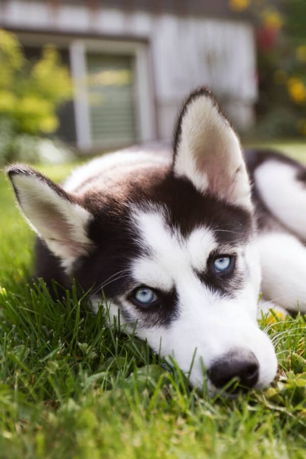 Lazy Husky? Here's Why Your Smartest Animal in the World Might Be ...
