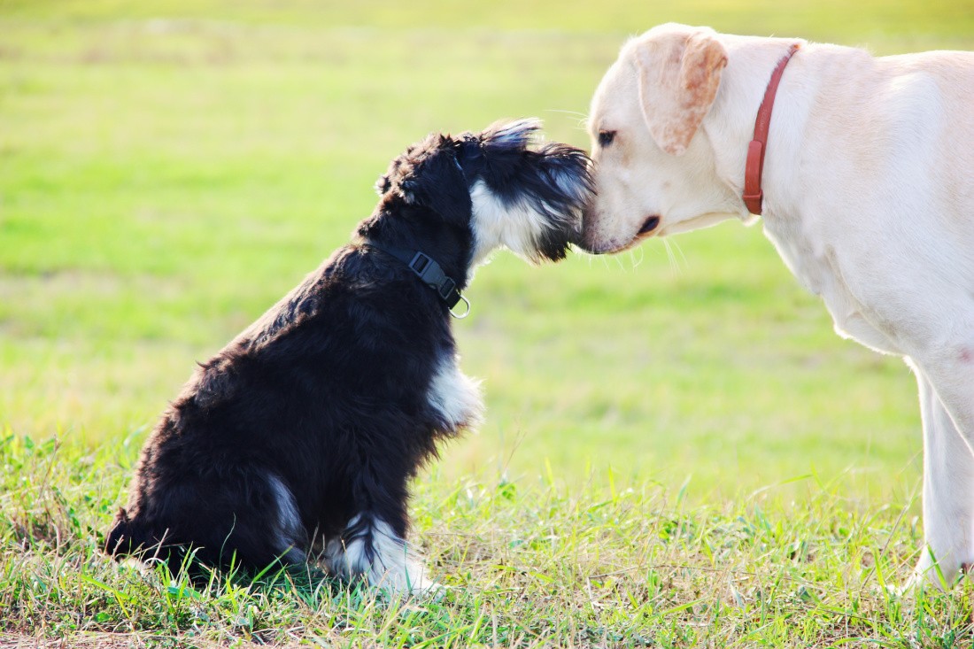 30 Surprising Dog Behaviors Finally Explained: You Won't Believe What ...