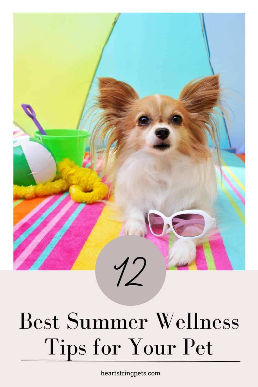 12 Best Summer Wellness Tips for Your Pet - Heart String Pets