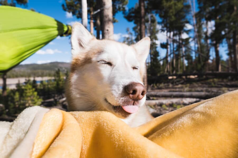 Meet the Huskydoodle: Discover the Ultimate Guide to This Playful Pooch!