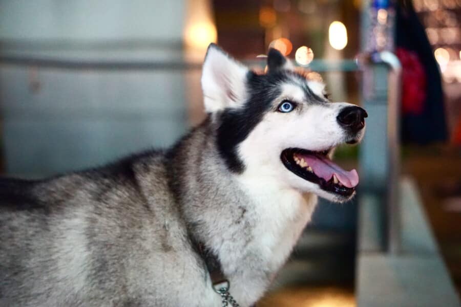 Say Goodbye to Fur Everywhere: 10 Solutions to Stop Your Husky's Shedding!