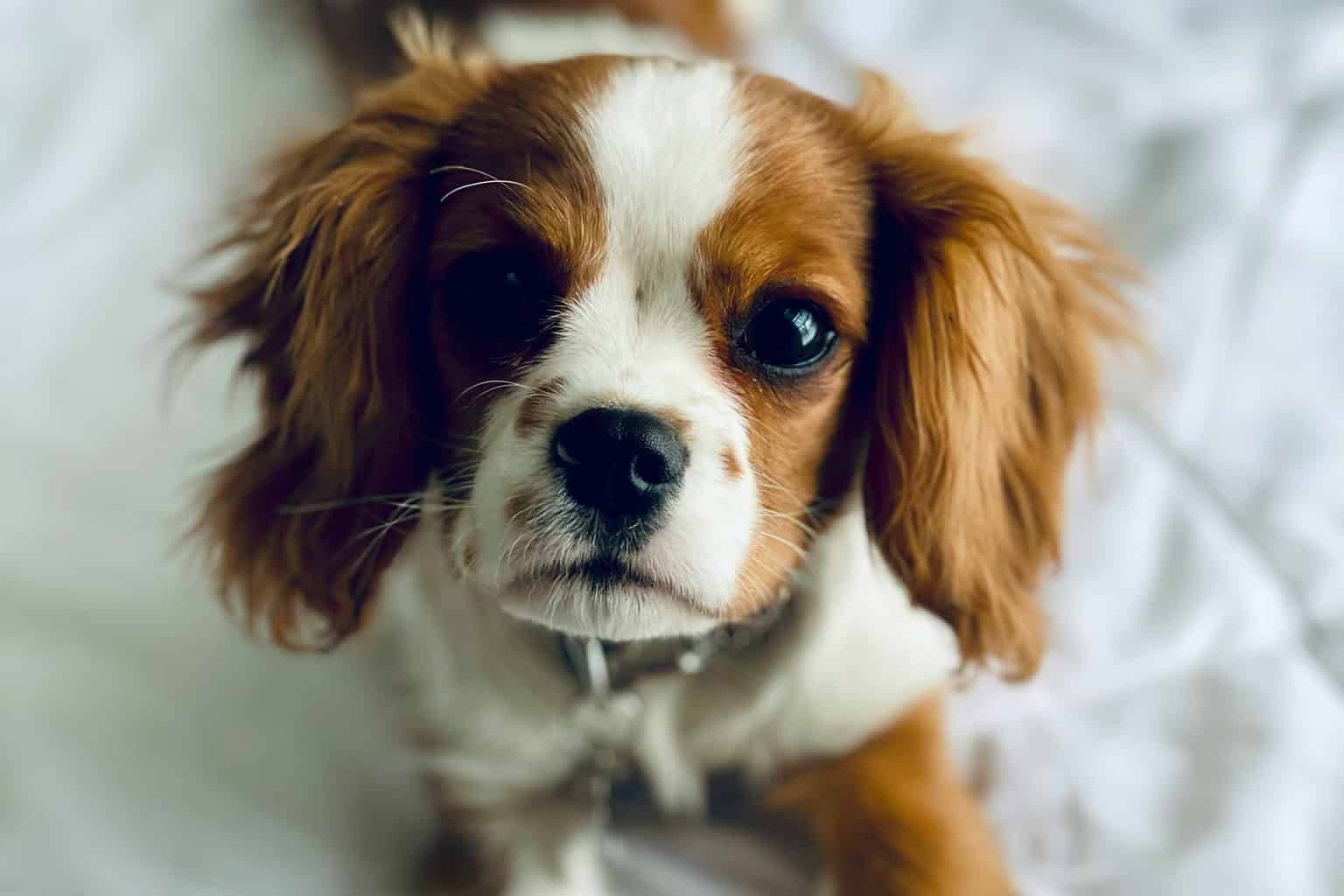 8 Low-Maintenance Dog Breeds That Make Great College Dorm Companions
