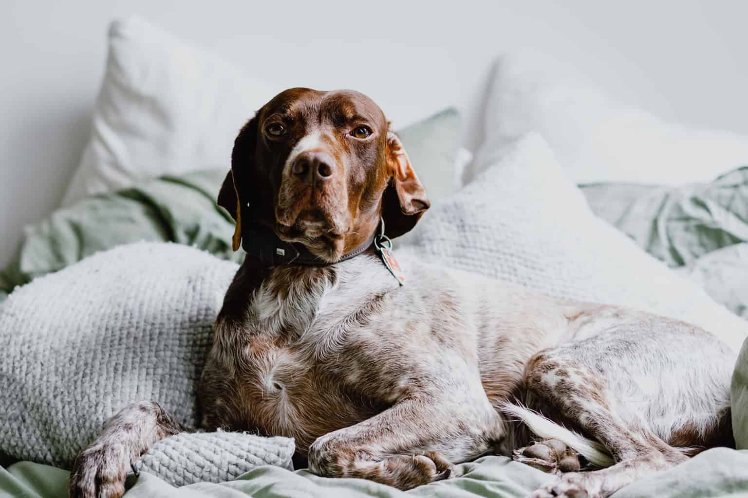 Seeing Spots? Popular Spotted Dog Breeds