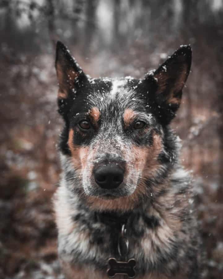 The Ultimate Guide to the Unique Blue Heeler Husky Mix!