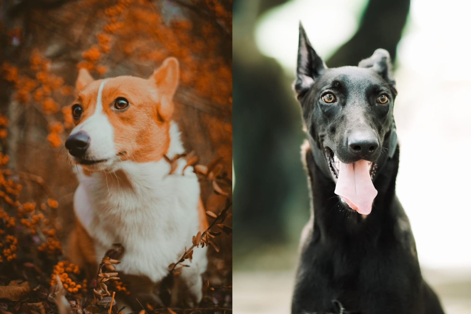 Corgi Great Dane Mix: The Surprising Crossbreed You Need to Know About