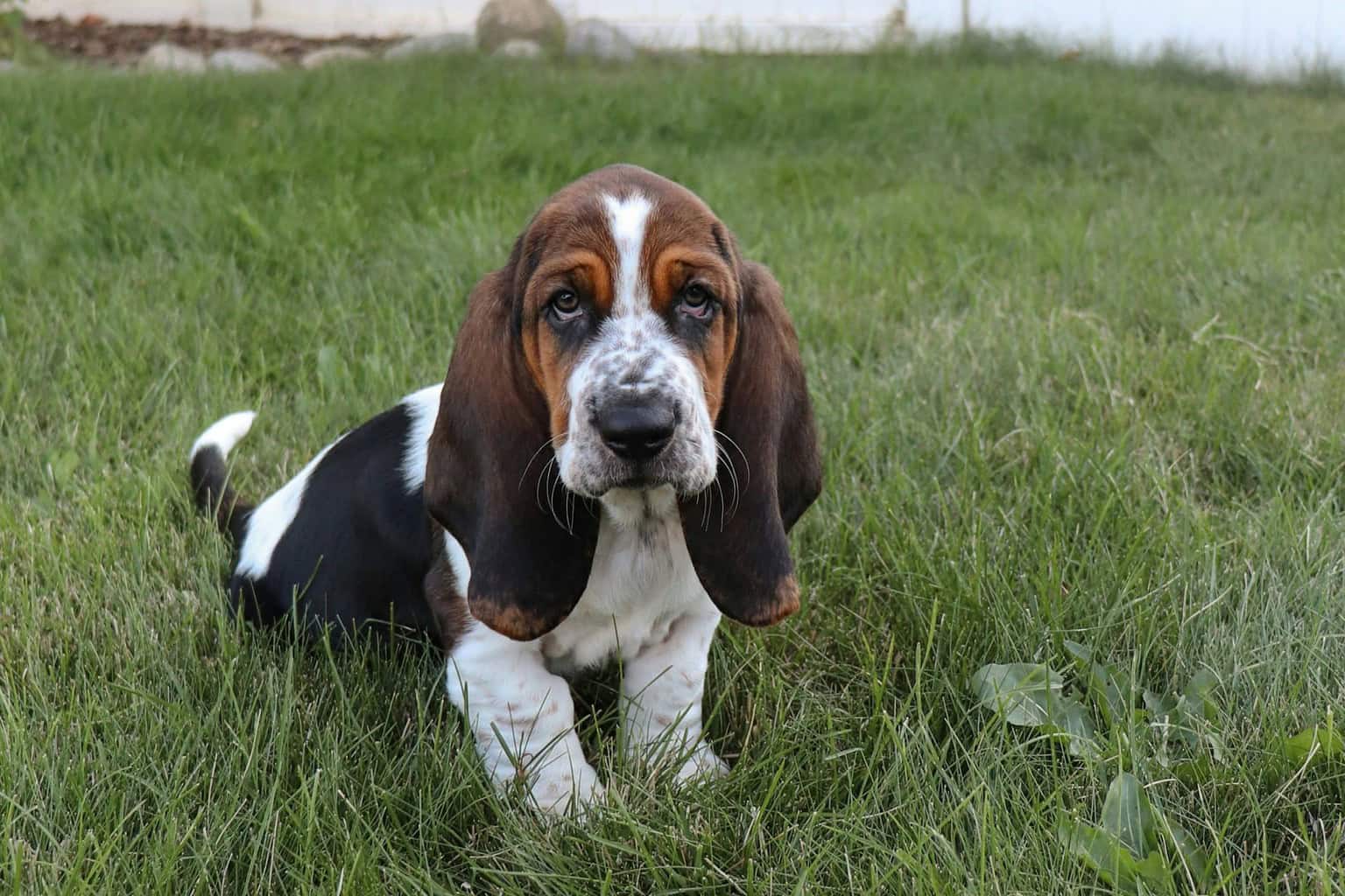 11 Dog Breeds That Rarely Bark—Perfect for Apartment Living