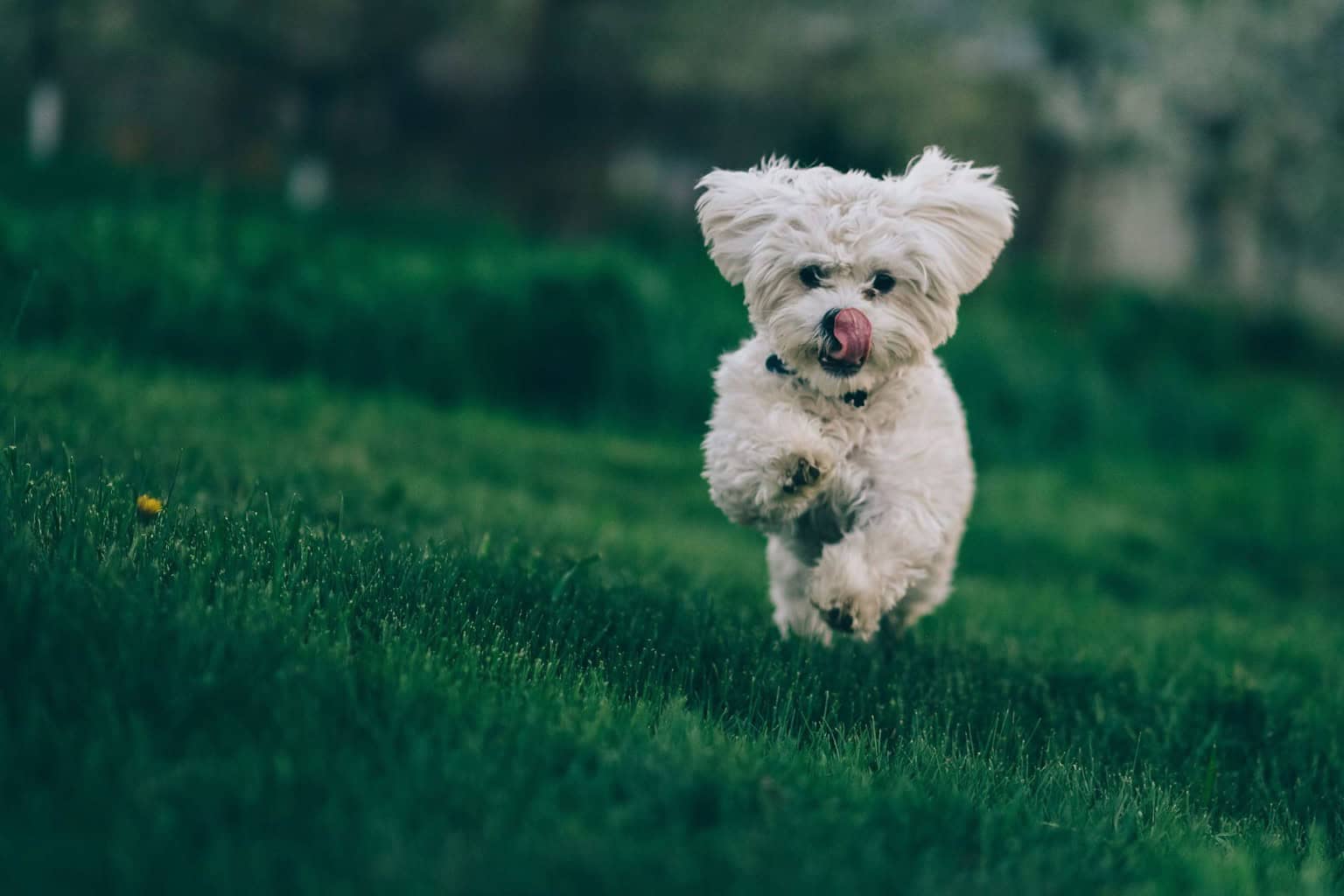 19 Small-Space Dog Breeds That Thrive in Apartments