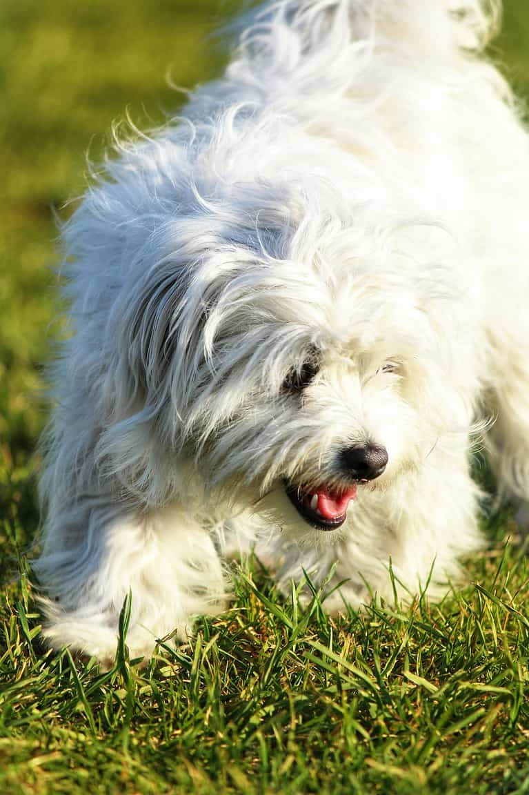 19 Small-Space Dog Breeds That Thrive in Apartments