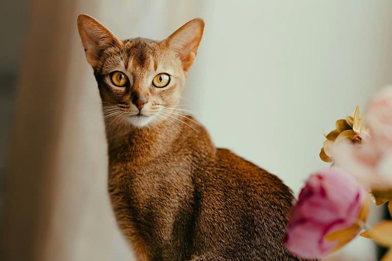 17 Small Cat Breeds That Stay Tiny—and Totally Steal Hearts.