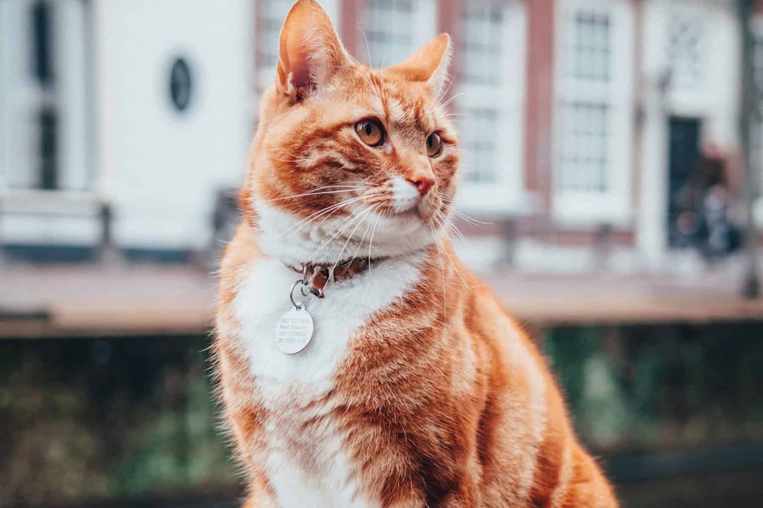 17 Small Cat Breeds That Stay Tiny—and Totally Steal Hearts.