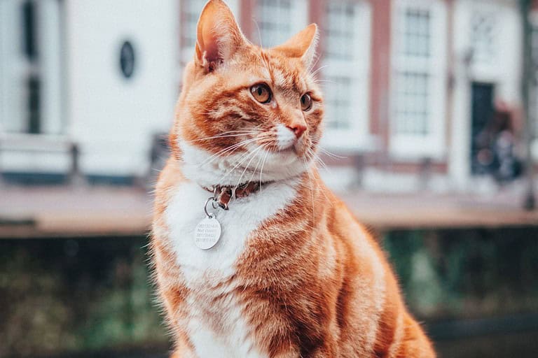 17 Small Cat Breeds That Stay Tiny—and Totally Steal Hearts.