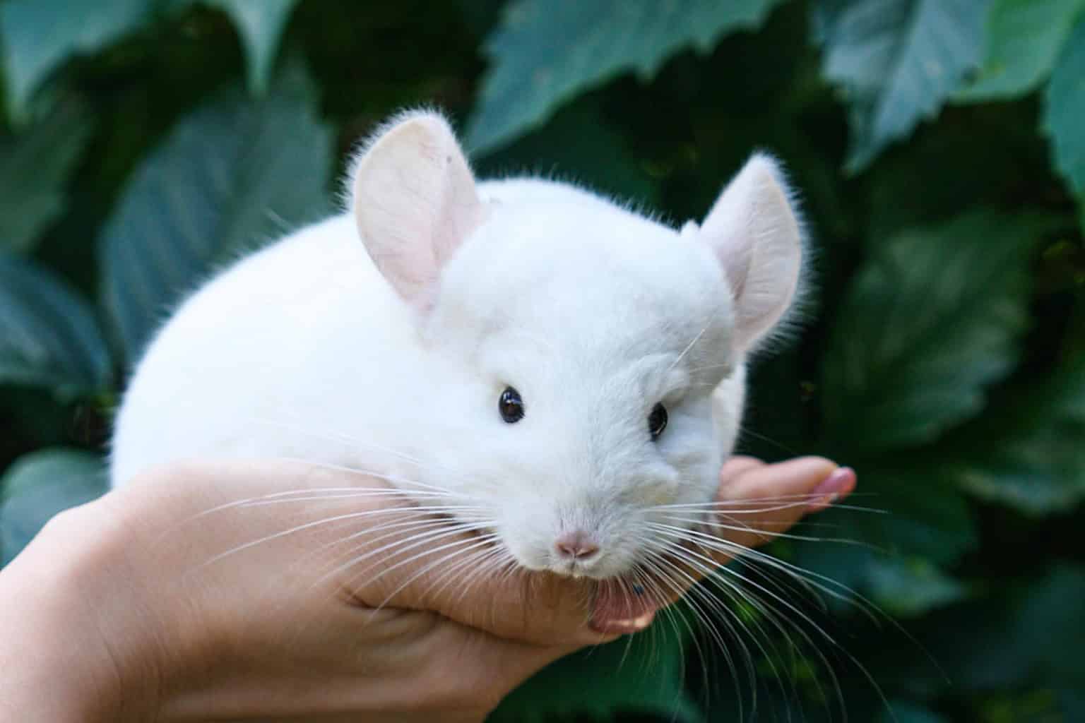 11 Rodents That Make Surprisingly Great Pets.