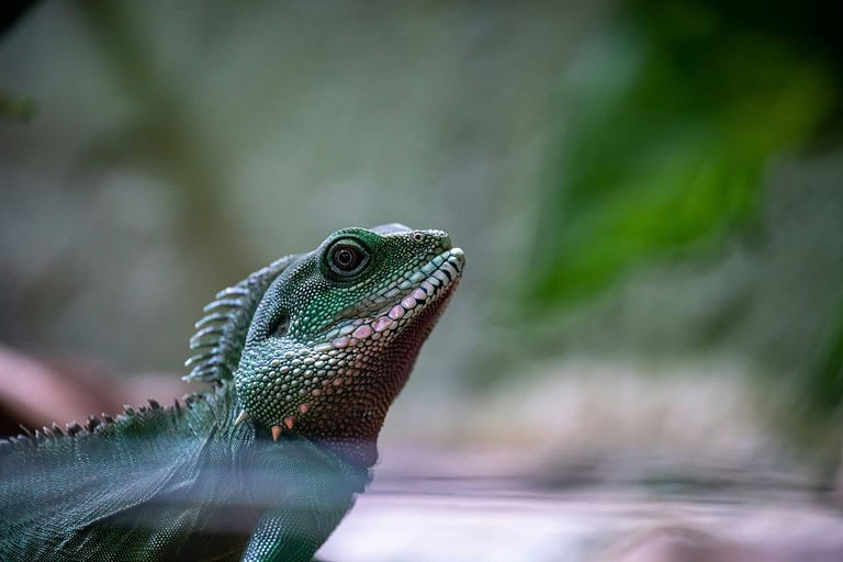 13 Pet Lizards That Make Surprisingly Awesome Companions—From Easy to ...