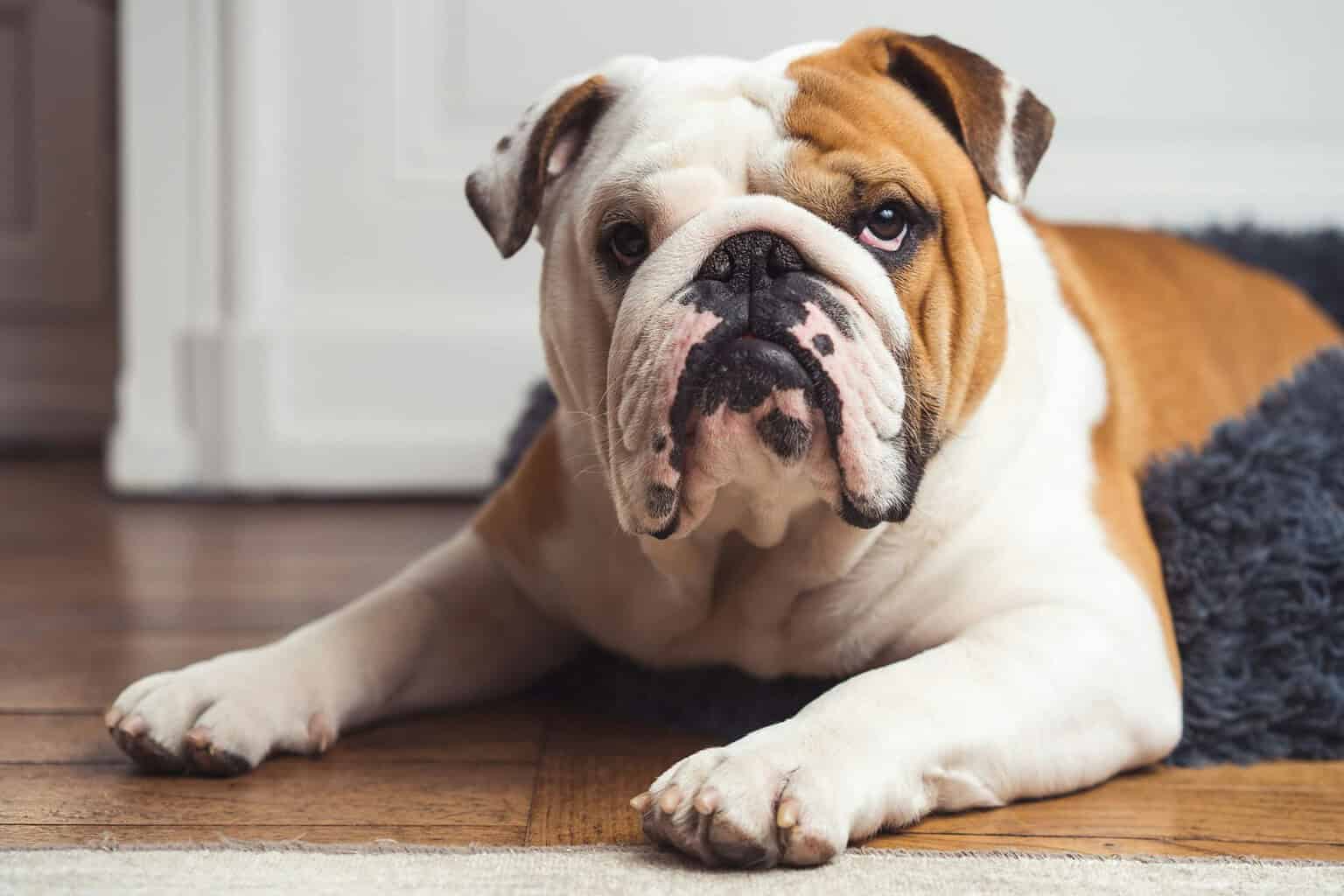 19 Small-Space Dog Breeds That Thrive in Apartments