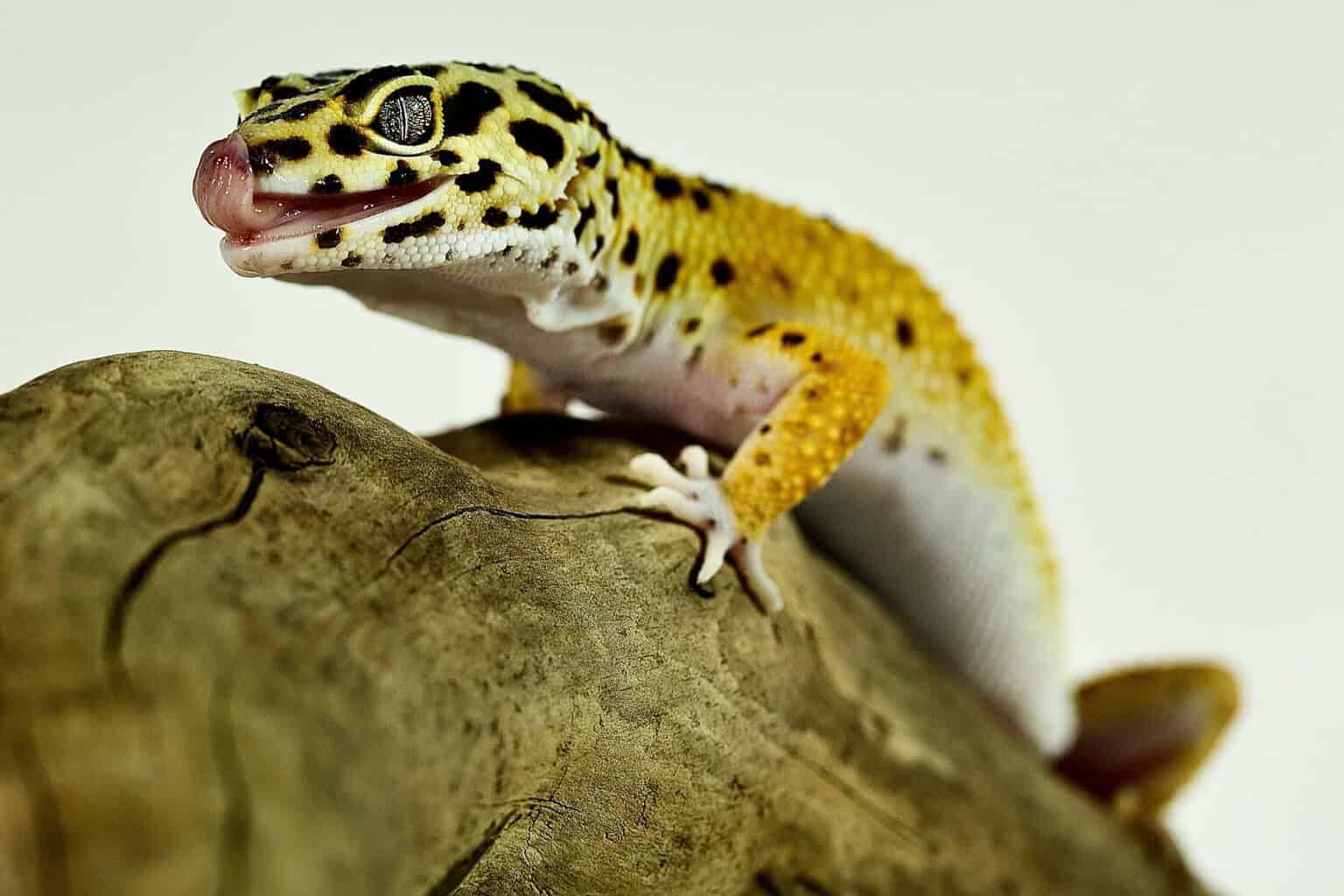 13 Pet Lizards That Make Surprisingly Awesome Companions—From Easy to ...