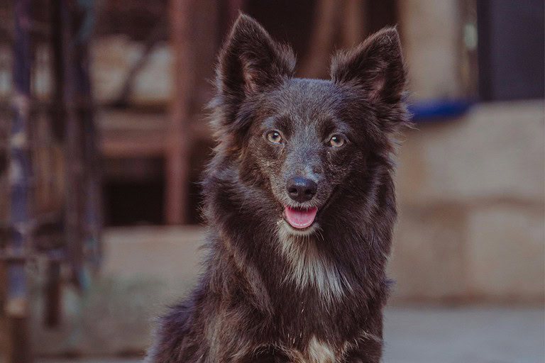 22 Unbelievably Weird-Looking Dogs You Have to See to Believe!
