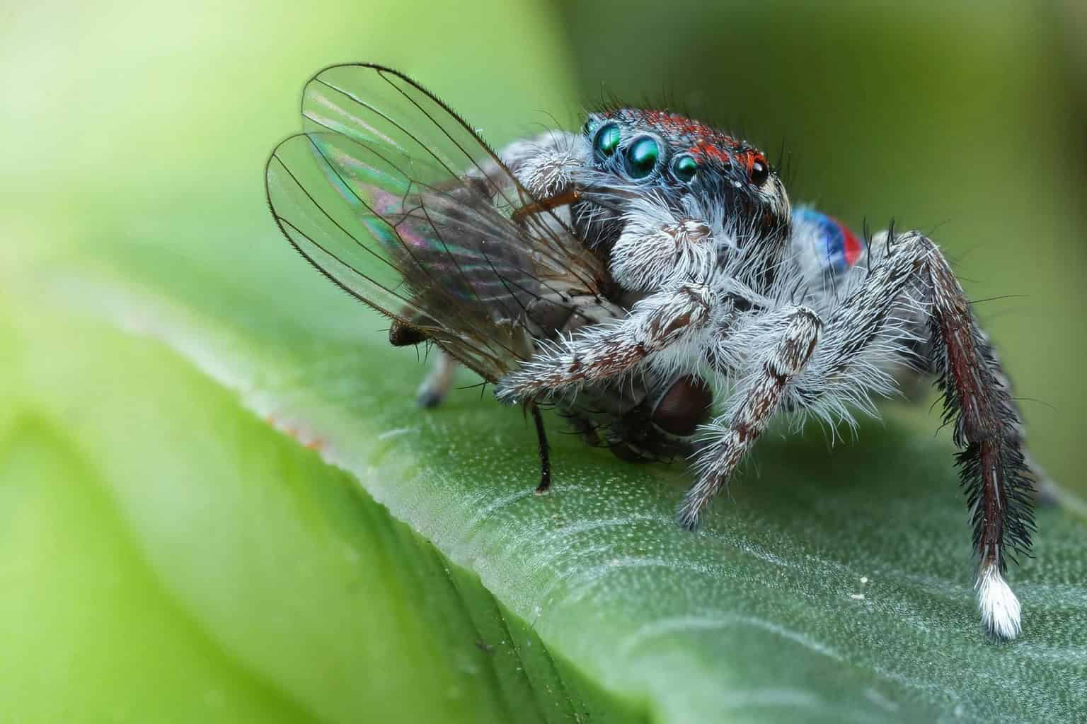 Thinking About a Pet Spider? Start with These 15 Beginner Favorites