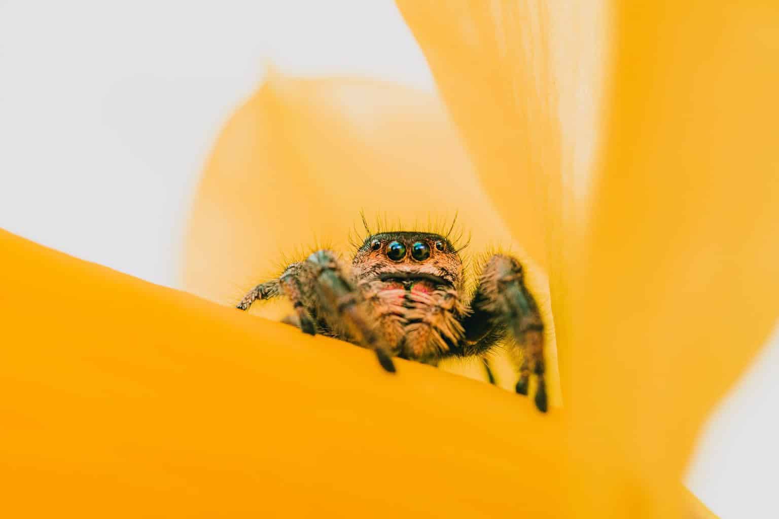 Thinking About a Pet Spider? Start with These 15 Beginner Favorites