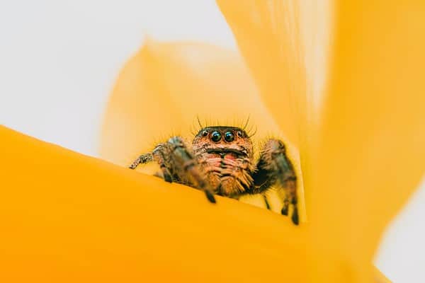 Thinking About a Pet Spider? Start with These 15 Beginner Favorites