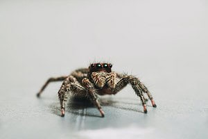 Thinking About a Pet Spider? Start with These 15 Beginner Favorites