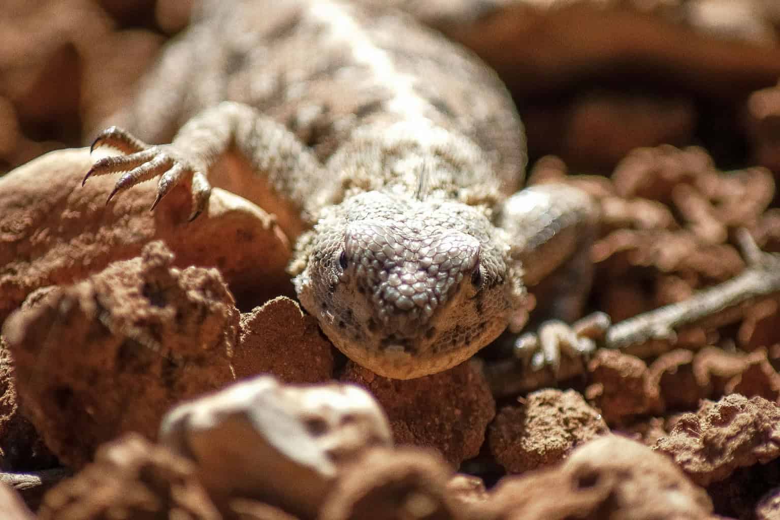 13 Pet Lizards That Make Surprisingly Awesome Companions—From Easy to ...
