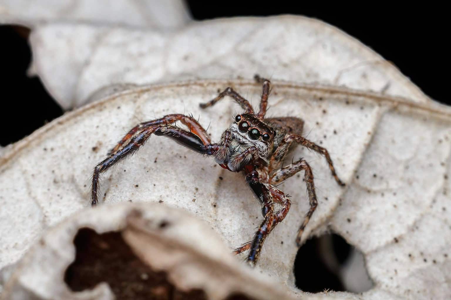 Thinking About a Pet Spider? Start with These 15 Beginner Favorites