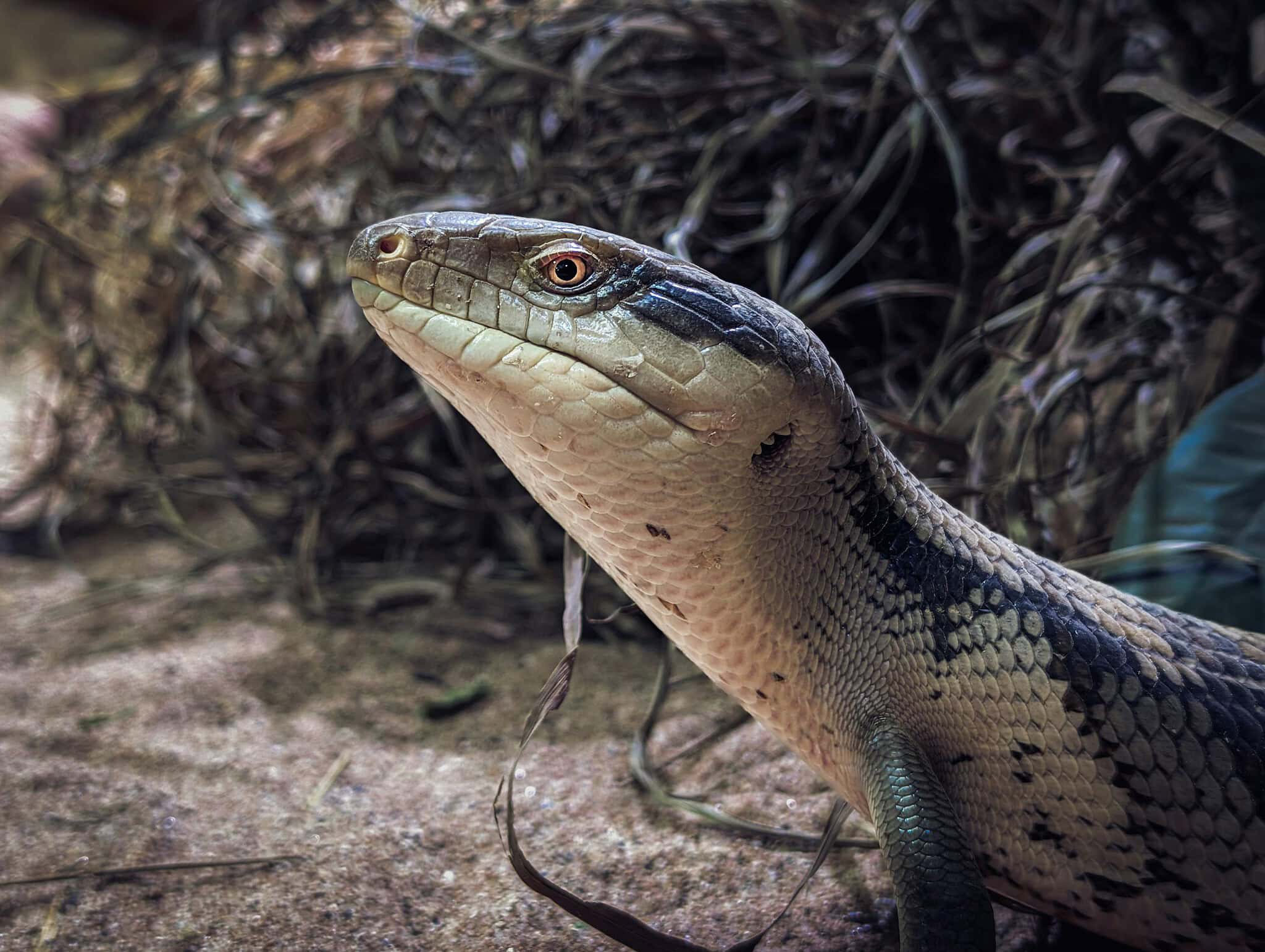 13 Pet Lizards That Make Surprisingly Awesome Companions—From Easy to ...